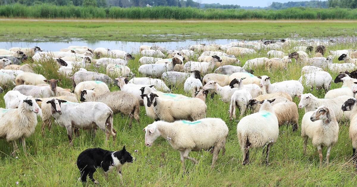 Dit kun je zondag doen: schapen hoeden op Fort Sabina in Heijningen ...