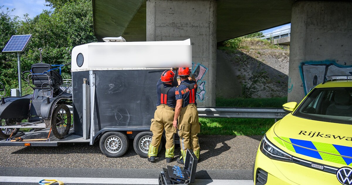 Paard zakt door trailer op A58: veearts heeft het dier laten inslapen ...