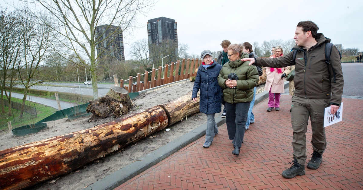Ecoduct Ruitersboslaan geeft hermelijnen en marters de kans elkaar te ...