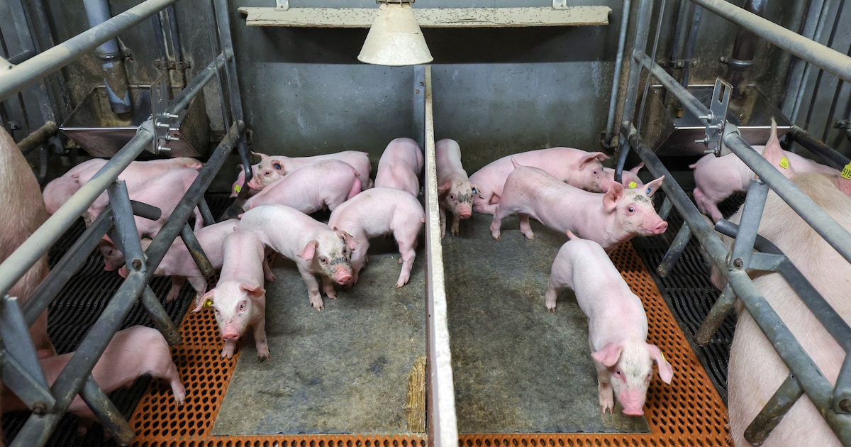 Boer kan 700 extra varkens wel vergeten aan rand van toeristisch gebied ...