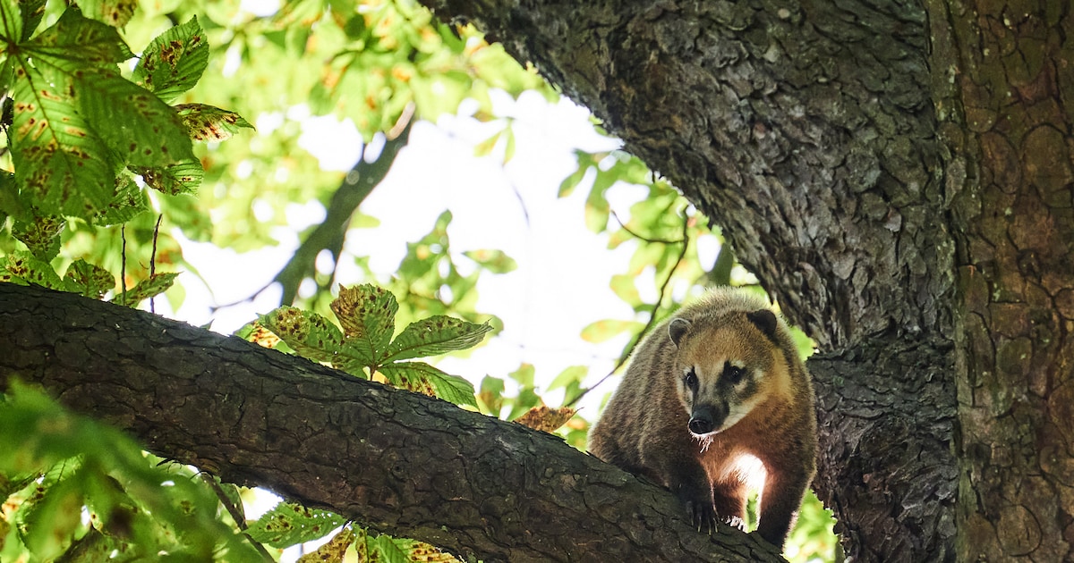 Dit is het landgoed waar de ‘Bredase’ ontsnapte rode neusbeer ...
