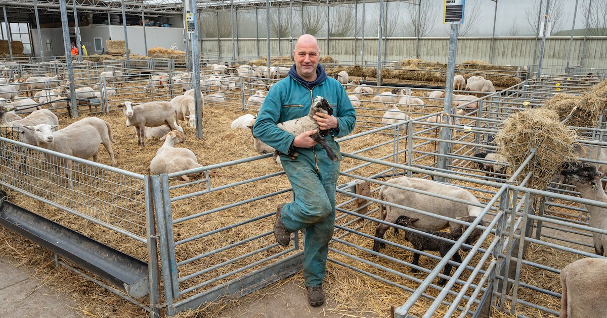 Martin heeft al een van de grootste kuddes en krijgt er duizend ...