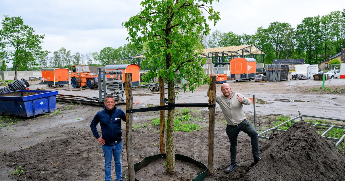 Boom te groot geworden? Dit Etten-Leurse infrabedrijf wil ’m wel hebben ...