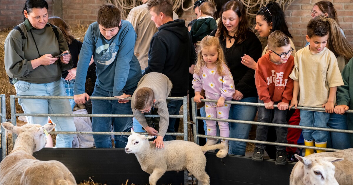 Lammetjes aaien blijft populair als start van de paasvakantie | Sluis ...