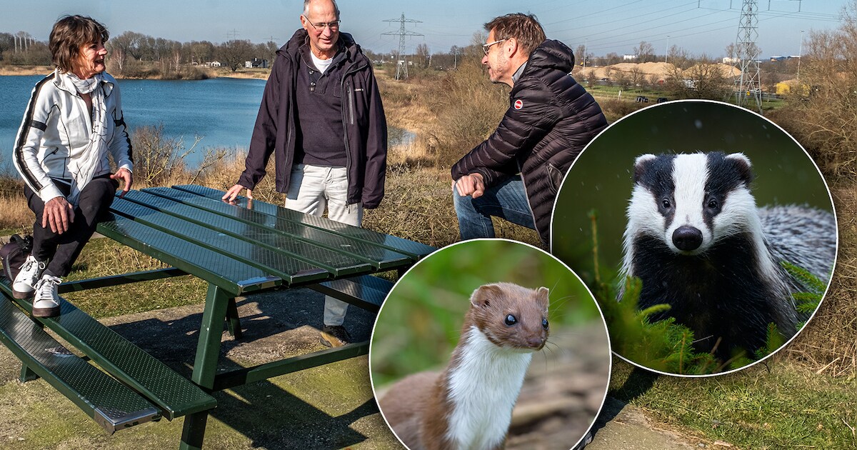Das, wezel en steenmarter zitten de aanleg van geluidswallen langs A73 ...