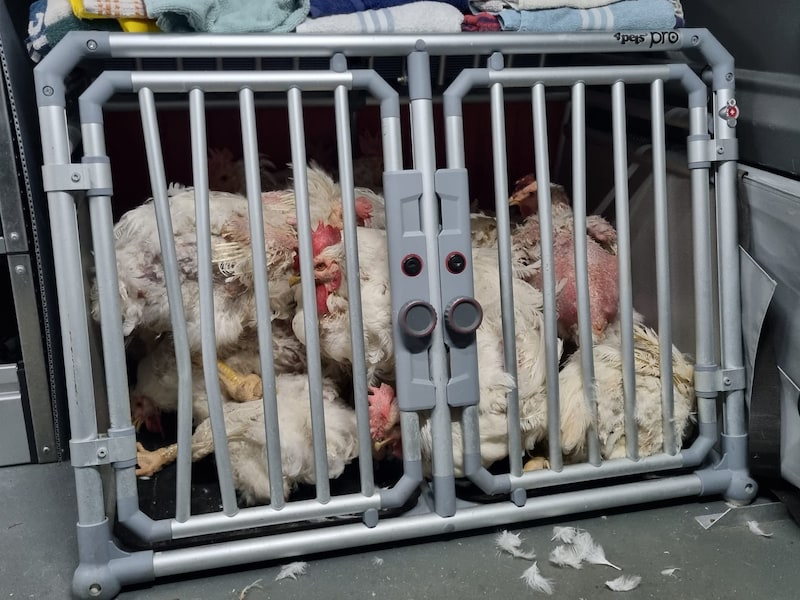 Aangifte tegen ‘grappenmakers’ die 59 hanen in tuin van bruidspaar ...