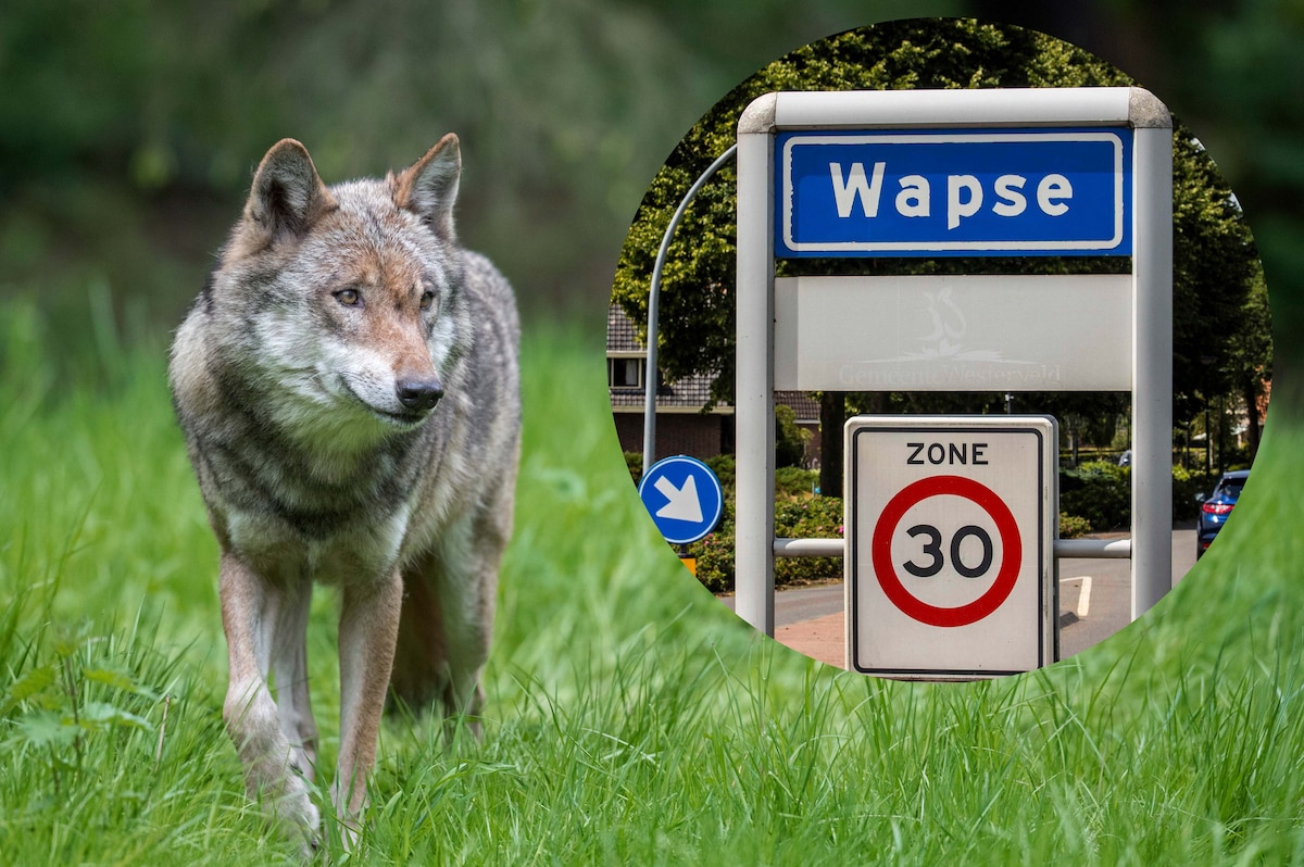 Wolf rukt op in Nederland: aantal aanvallen op vee fors gestegen ...