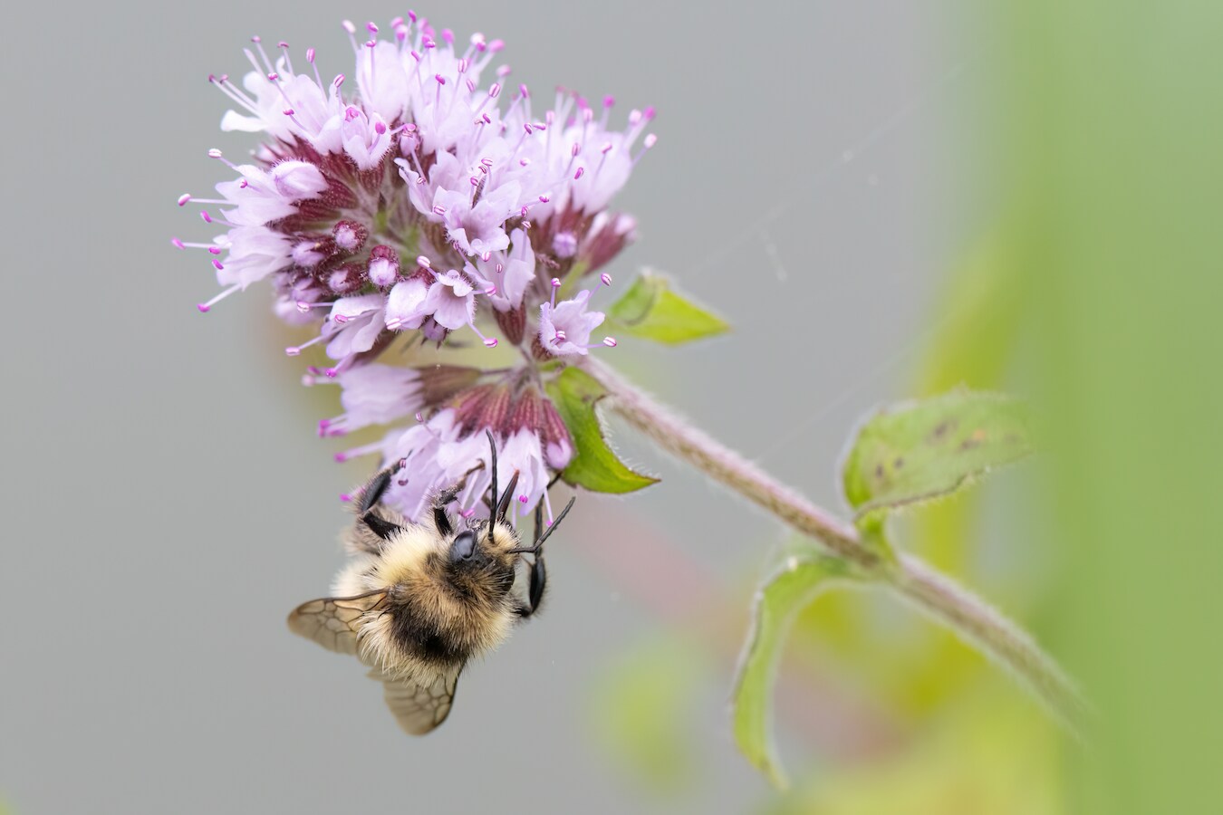 Goede tijden, slechte tijden in de Biesbosch: ‘Zijn nieuwe vlam kwam ...