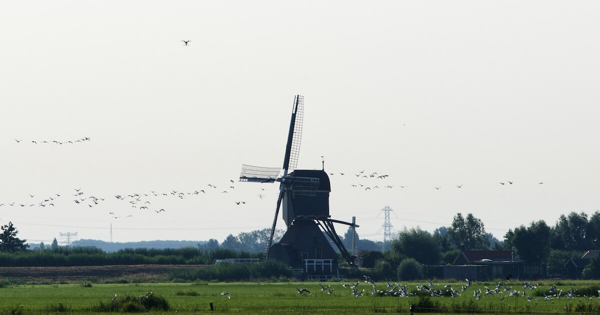 Vreedzaam verjagen: ganzen op de loop voor drones | Binnenland | BN ...