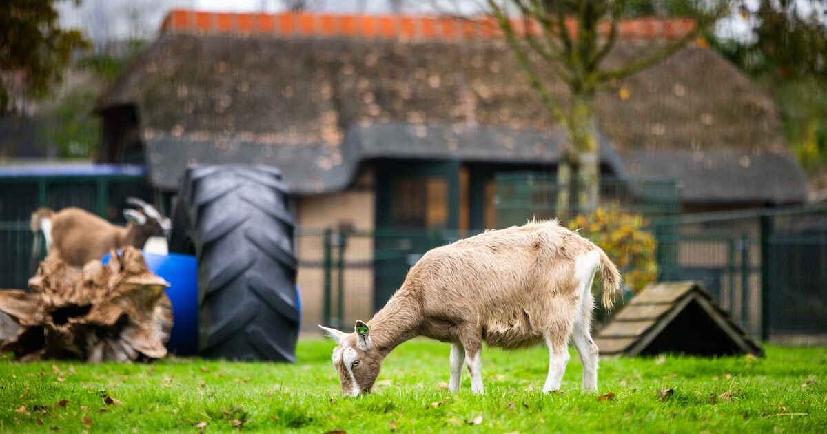 Dronken man (20) ‘knuffelt’ geit dood in Balkbrug: ‘Ik vind het hele ...