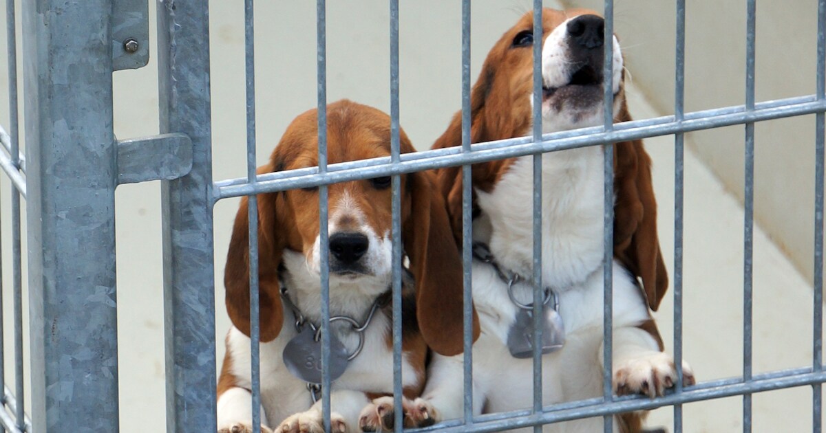 Dierproeven zijn erg vervelend, maar het moet | Opinie | BN DeStem.nl