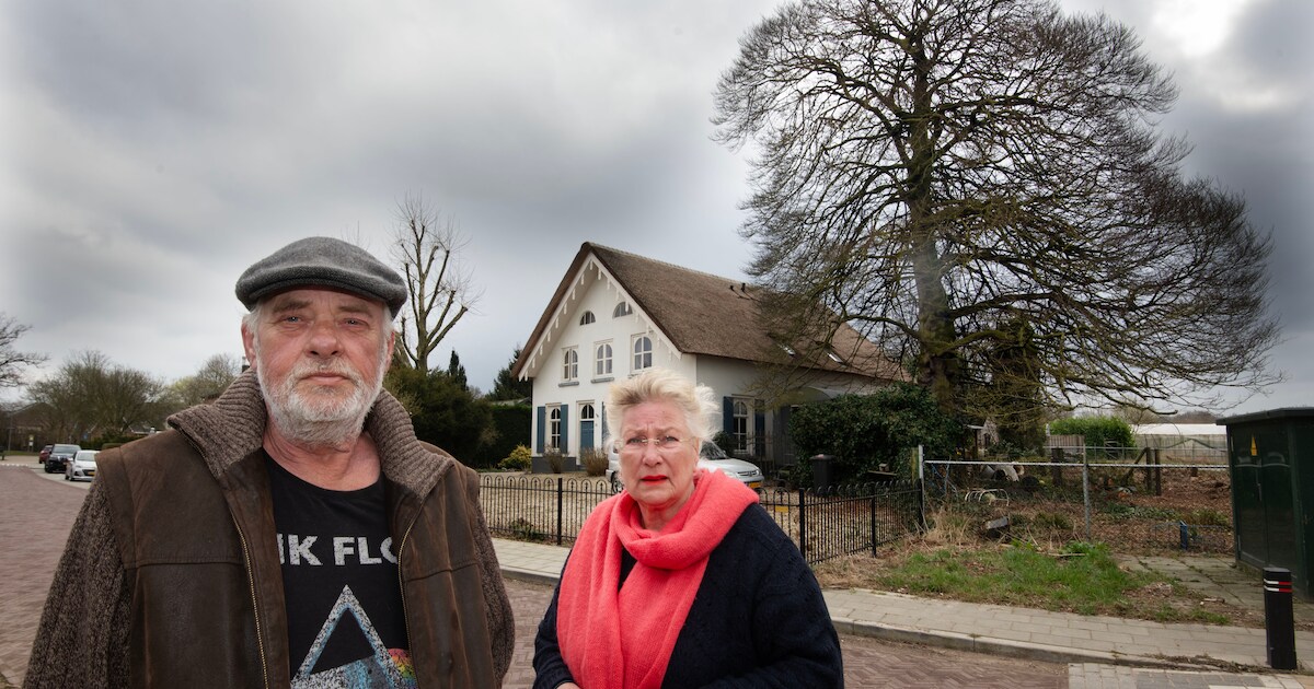 Nachtmerrie voor Corry: zeldzame boom van meer dan 100 jaar oud moet wijken voor villa ...