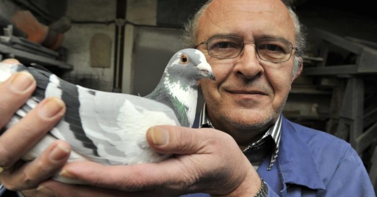 Postduiven vliegen naar Het Zuiden | Roosendaal | BN DeStem.nl