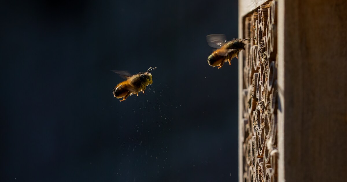 Hoe maak je de perfecte foto van een bij of hommel in je tuin? Vijf ...