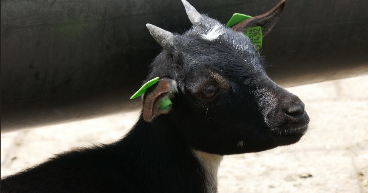 Ron en Sylvia in tranen: hun geliefde geitje Egdib is zonder dat ze het ...