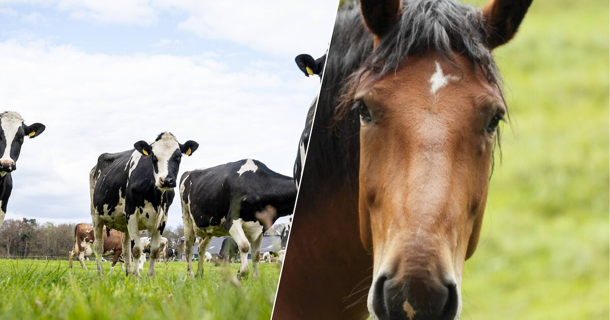 Stikstofuitstoot dwingt boer Snepvangers tot omschakeling: koeien maken plaats voor paarden ...