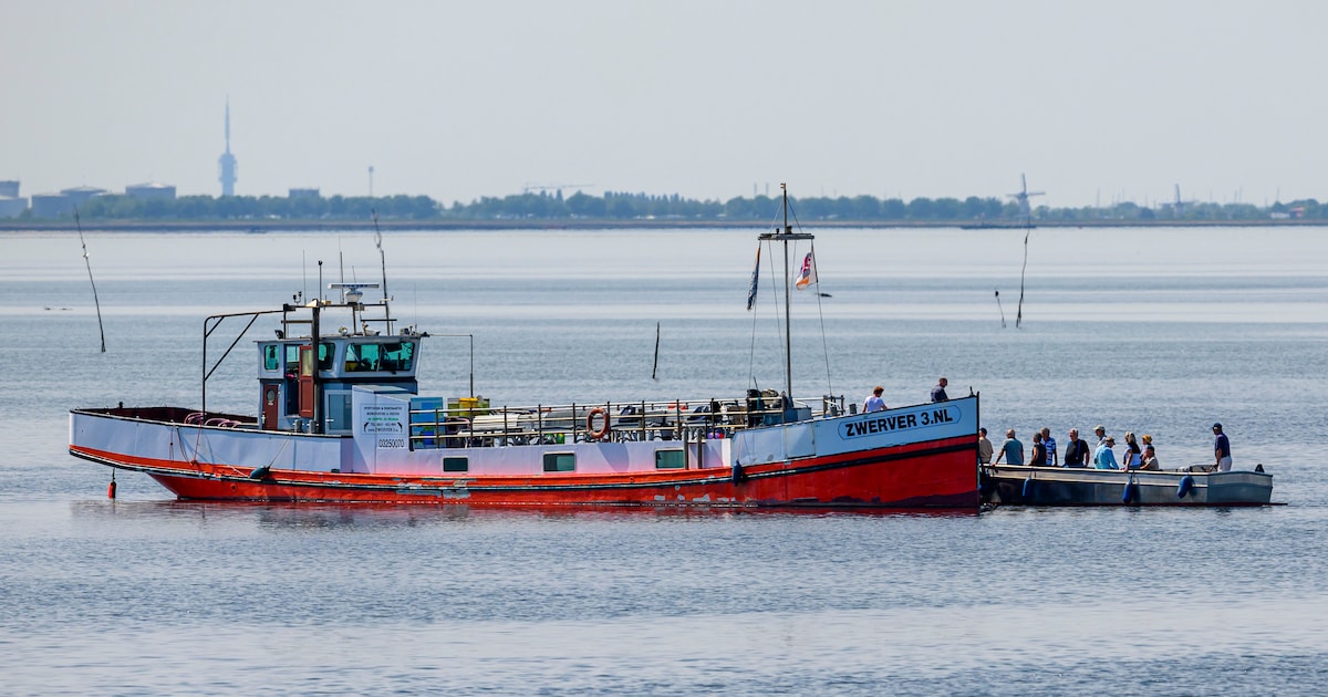 Wel of geen ansjovis, de vaartochten naar de weervisserij op de ...
