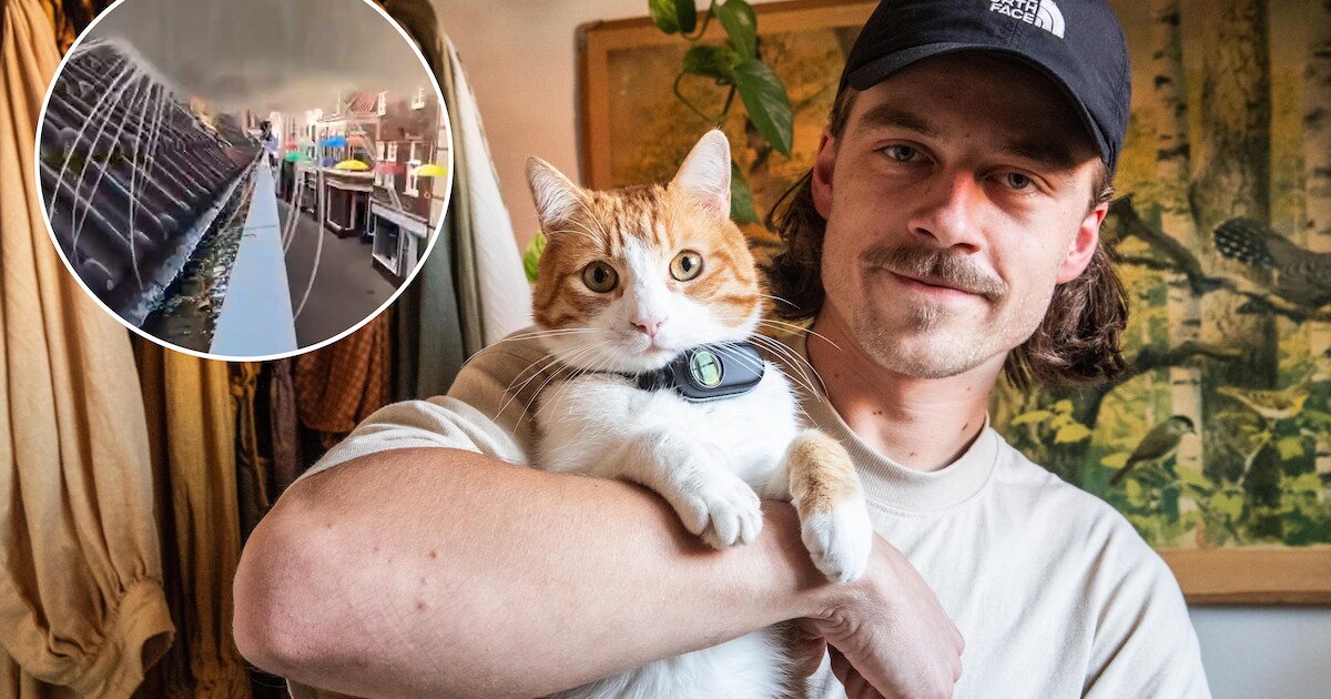 Halsband met camera blijkt schot in de roos: de kat van Kees (27) is nu ...