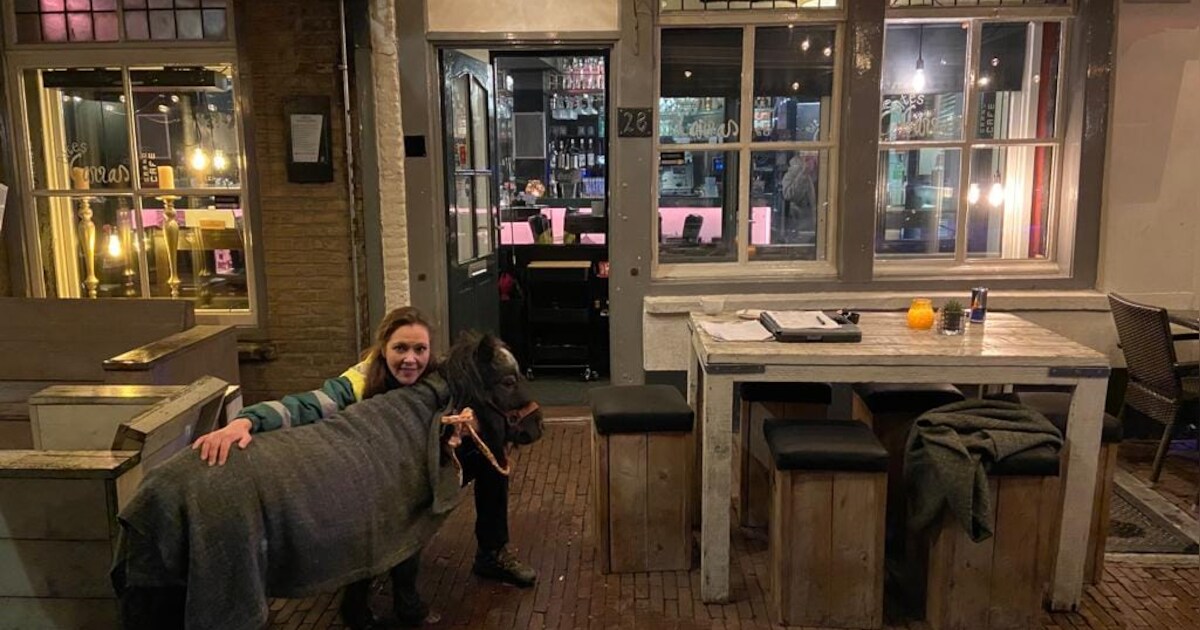 Nog altijd een raadsel wie eigenaar is van pony die achtergelaten werd ...