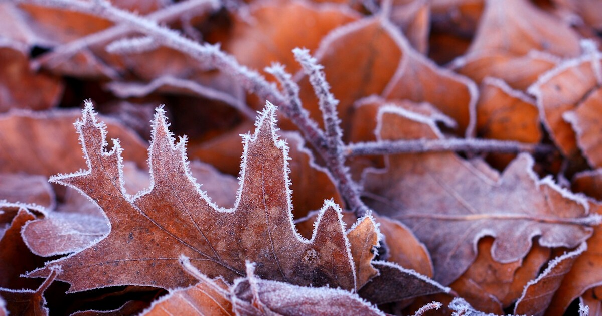 Herfstworkshop met Amanda van der Velden in Rucphen | Rucphen | BN ...