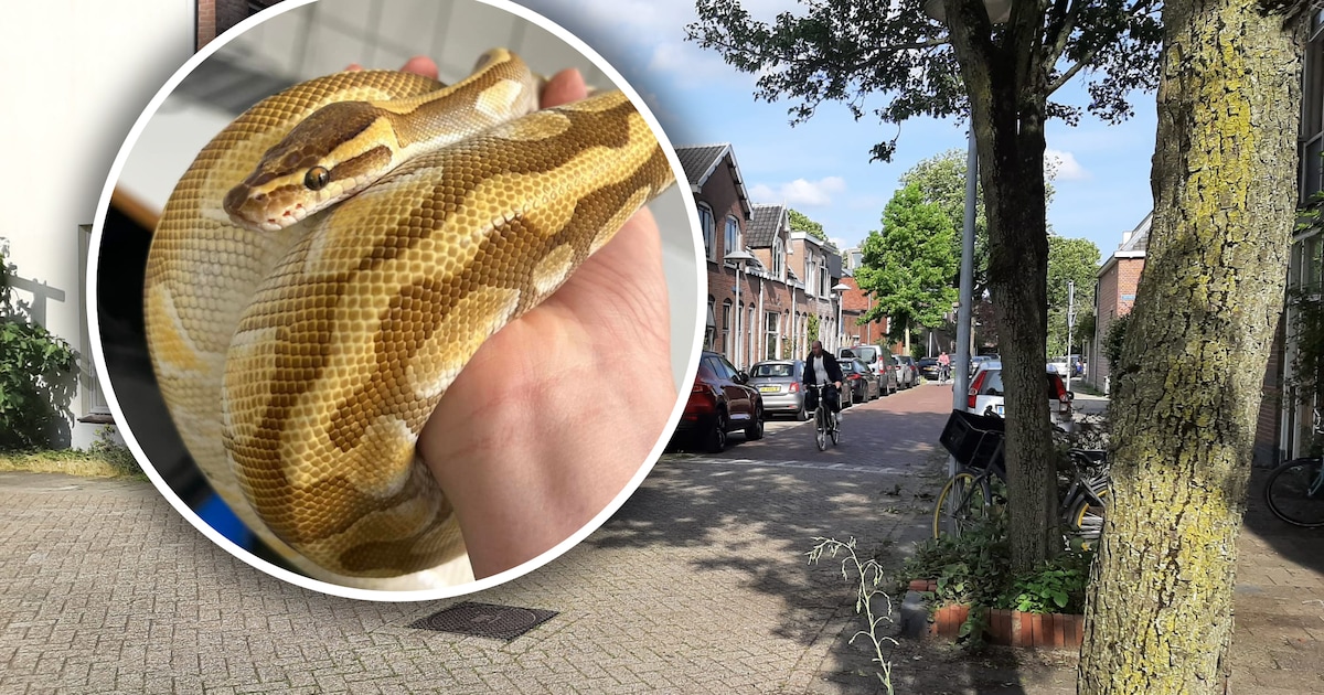 Vrouw krijgt schrik van haar leven als ze iets geels ziet kronkelen in ...