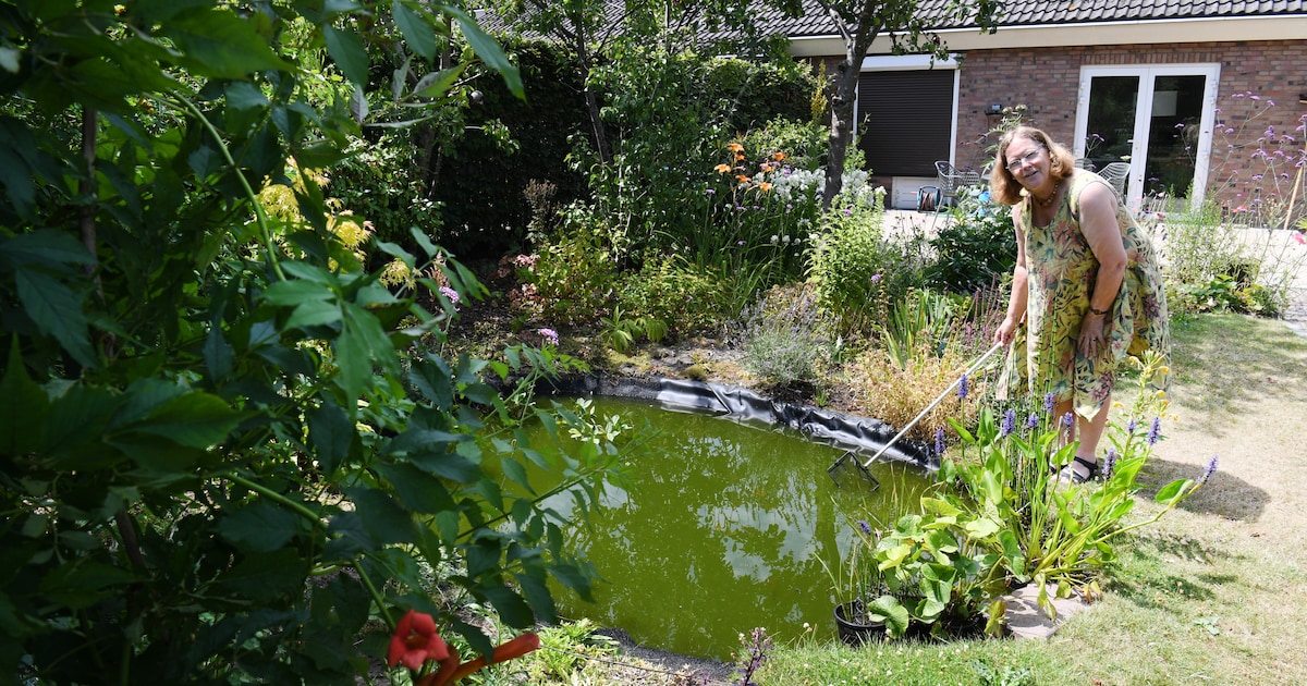 Dolfje Begeer tovert Ulvenhoutse tuin om tot groene oase: ‘Er staat ...