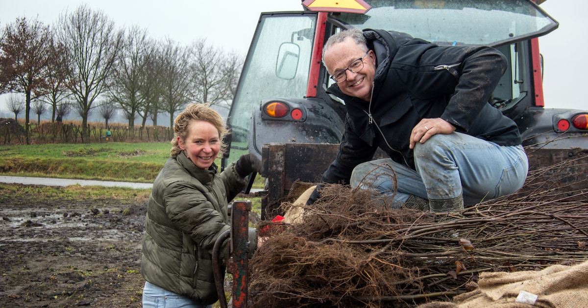 Vrijwilligers planten honderden meters heg op Wouws weiland: ‘We moeten ...