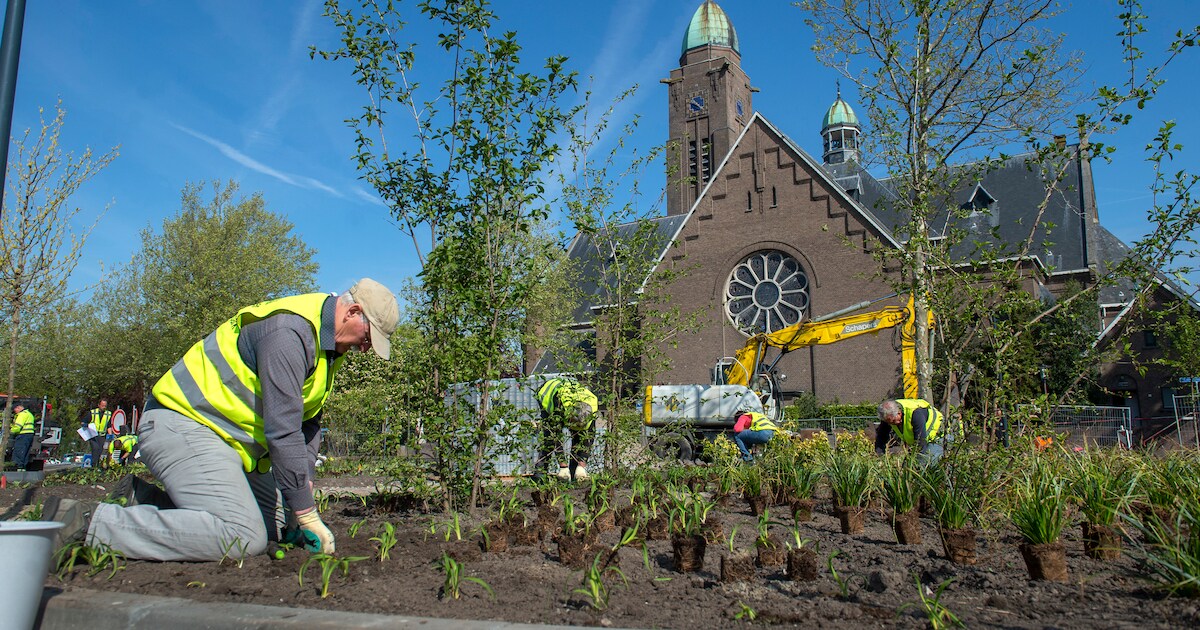 Fris groen geeft Willem-Alexanderplein kleur: ‘Mooi dat we dit als dorp ...