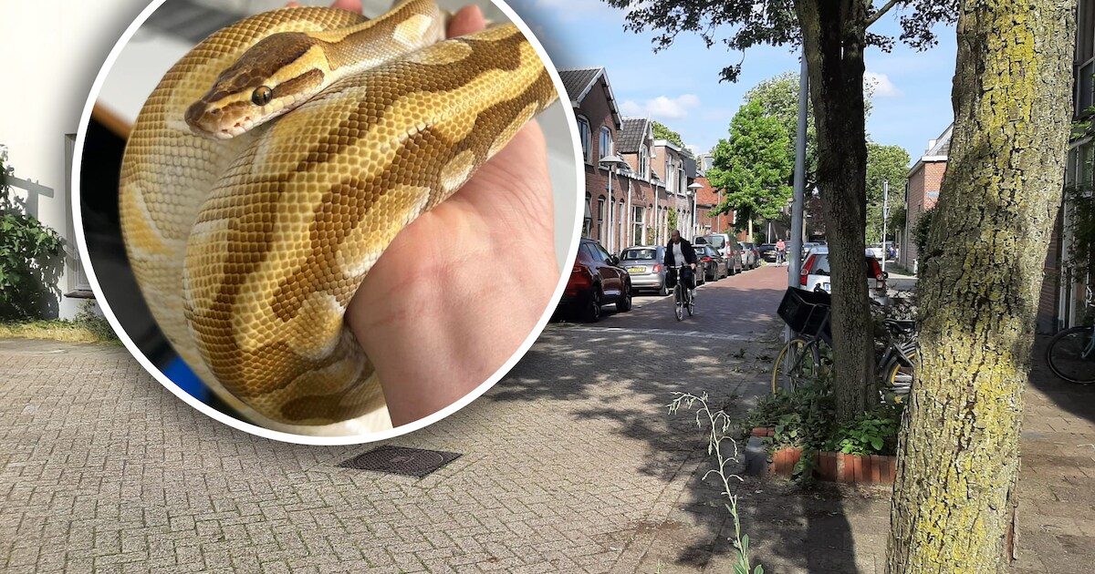 Vrouw krijgt schrik van haar leven als ze iets geels ziet kronkelen in ...