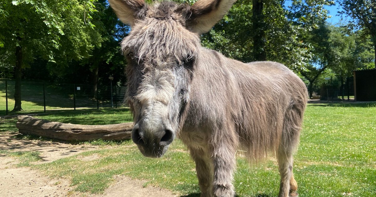 Ezel Basje heeft de uitzonderlijke leeftijd van 46 jaar: ‘In ...