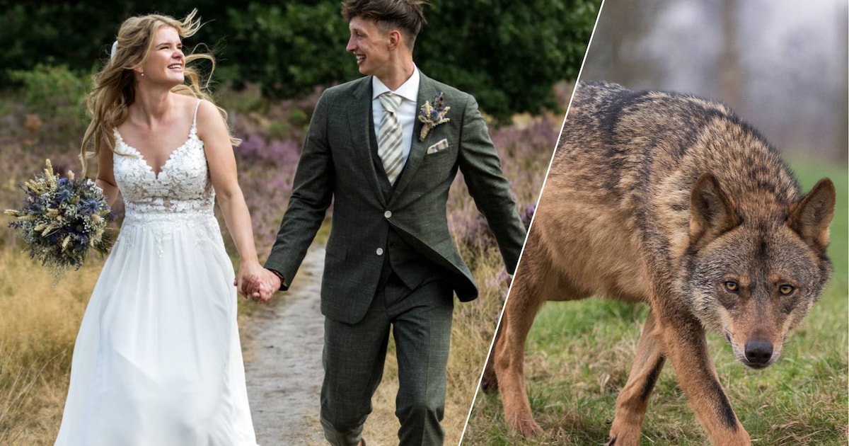 Droombruiloft op de bloeiende paarse hei, maar wolf Bram gooit alles om ...