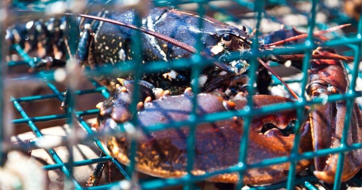 Levende kreeften in volle fuiken: duikers en vissers lijnrecht ...