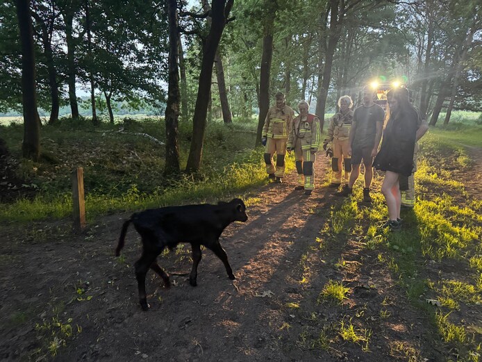 Pasgeboren kalfje gevonden in natuurgebied in Bakel, omstander en ...