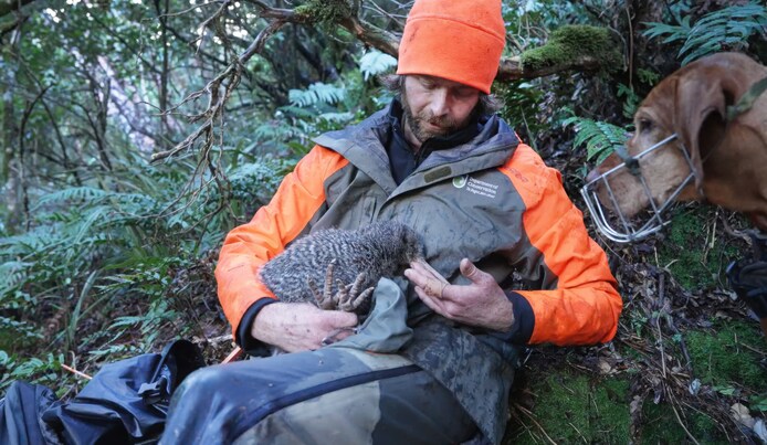 Boswachter en hond vinden zeldzame kiwi: vogeltje werd 50 jaar niet ...