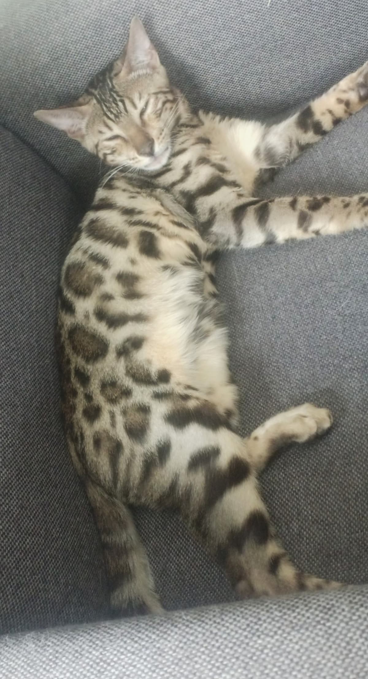 Heb jij Didi, Jerry of Jip gezien? Deze zeven huisdieren worden in ...