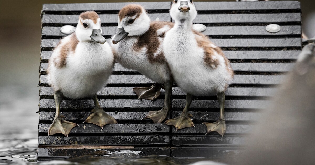 Het lijkt wel lente! Slootjes opnieuw bomvol kuikens: wat is er aan de ...