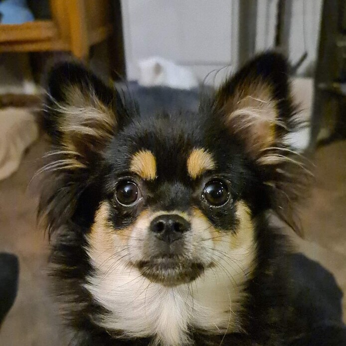 Haar Bayke werd door ‘vechthond’ uit het niets doodgebeten: ‘Hij gaf ...