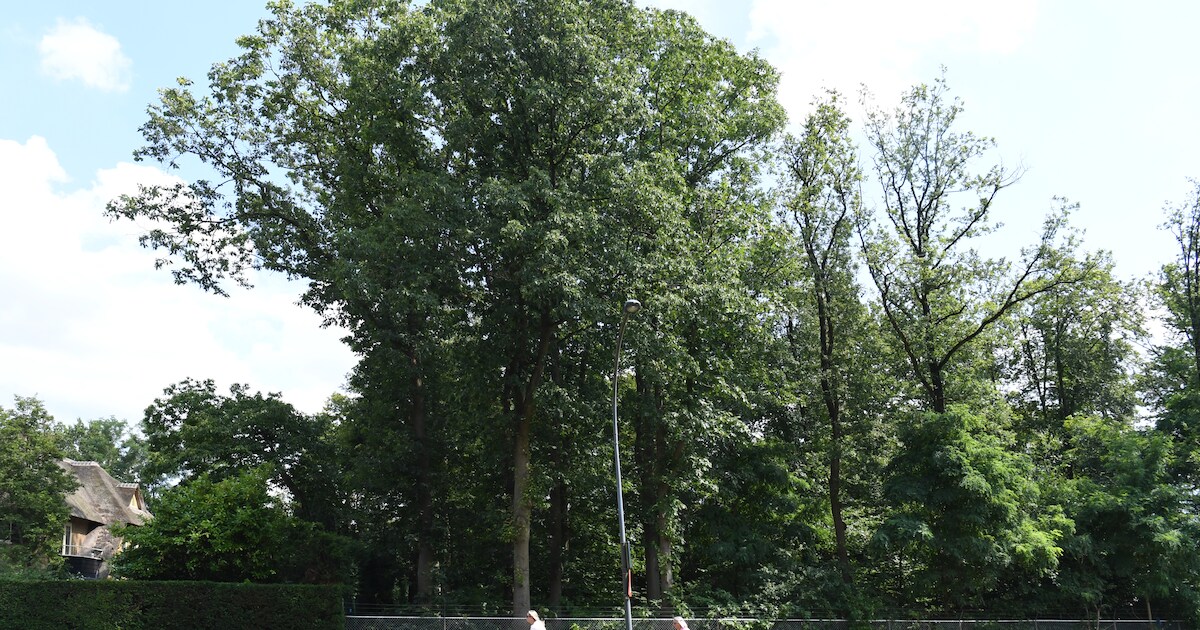 Oosterhout mag nu 19 bomen kappen bij monumentale villa, maar komt het ...