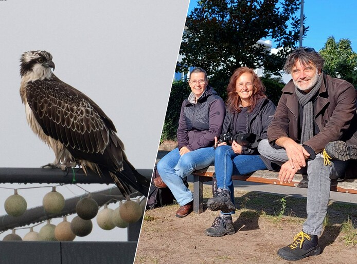 Kaat wacht de hele dag op Barend de Arend: ‘Hij zit nooit zo dichtbij ...