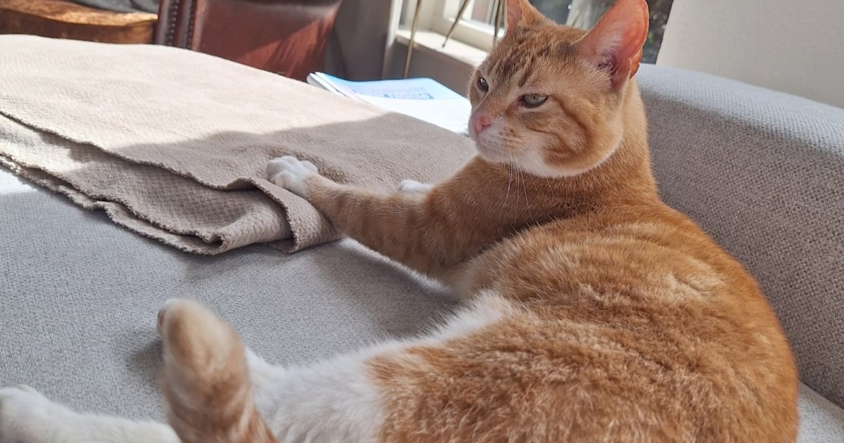 Heb jij Guus gezien? Dit huisdier wordt in Steenbergen vermist | Regio ...