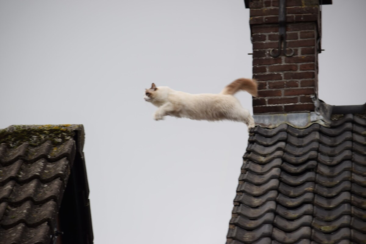 Kat rent heen en weer over dak in Goirle en waagt dan de sprong ...