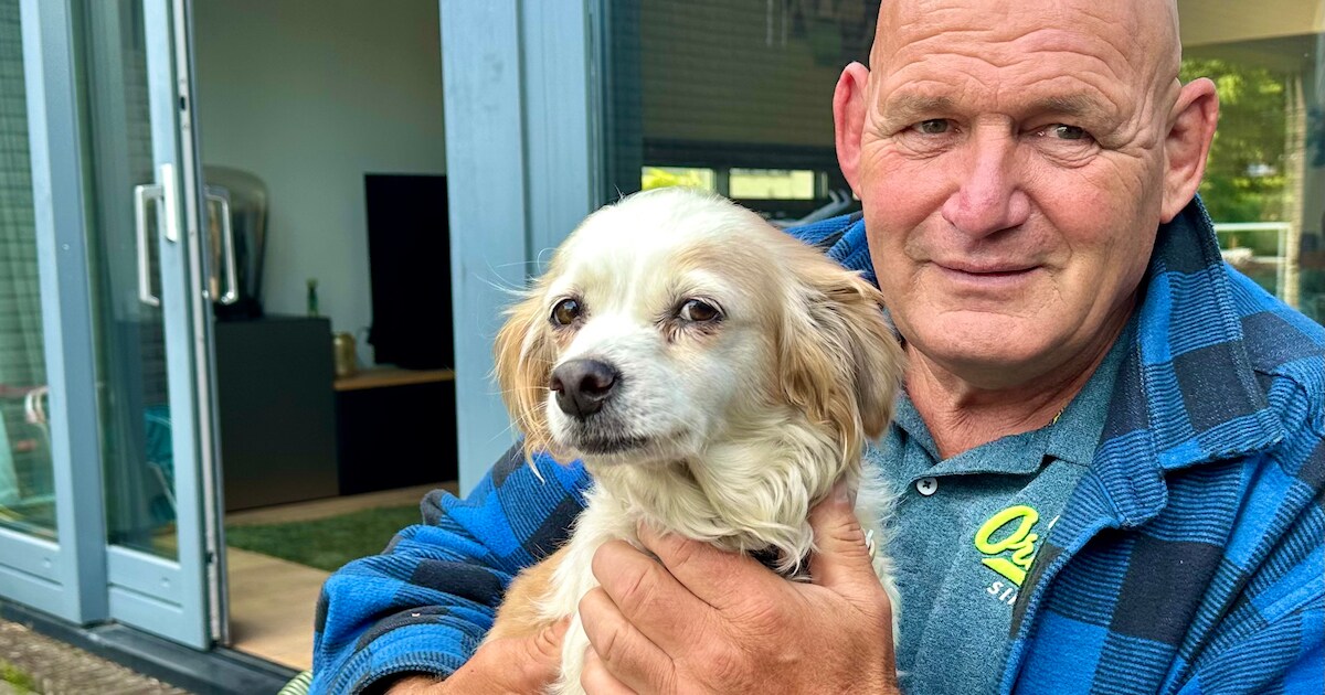 Truuske uit Spanje dwaalde tientallen kilometers naar Moerdijk, maar is ...