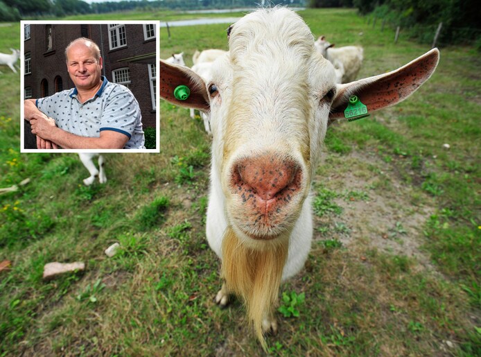 Geitenhouders maken omgeving ziek: ’Zelf hebben we nooit klachten ...