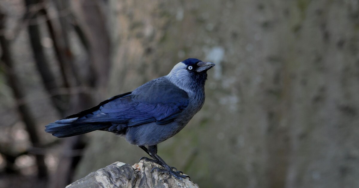 Brutaaltjes en vogels met scheve bekkies: duizenden West-Brabanders ...