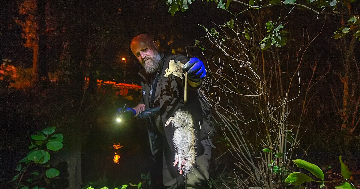 Plop, raak, Daniël en Edwin knallen ratten af: ‘Laten we hem Sjakie ...