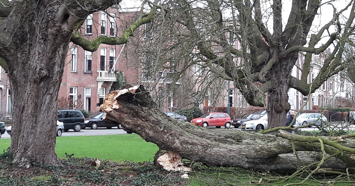 Pleidooi om met kastanjekap Baronielaan te wachten, maar Breda zegt nee ...