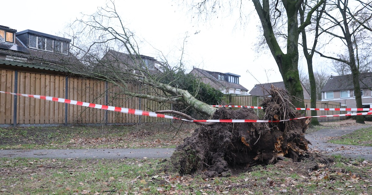 Boom knakt door harde windstoten en valt boven op schuurtje in Heesch ...