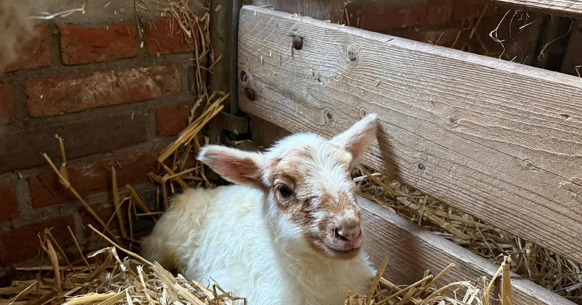 Geboortegolf in Schijndel begint al vroeg, met dank aan jonge ram ...