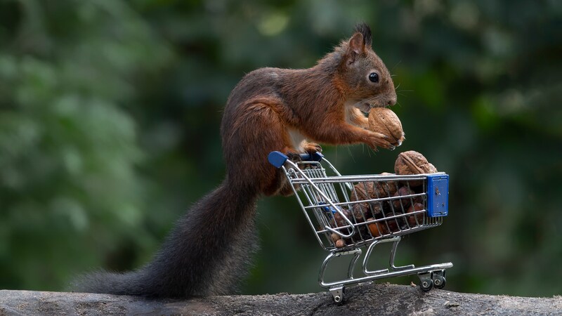 Albert maakte foto's van eekhoorn die winkelwagen vol nootjes ‘plundert ...