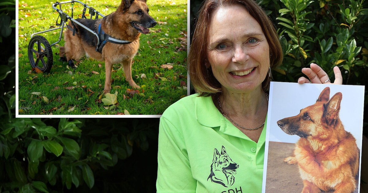 Erna’s hond takelde snel af, nu probeert zij het leed bij andere Duitse herders te voorkomen ...
